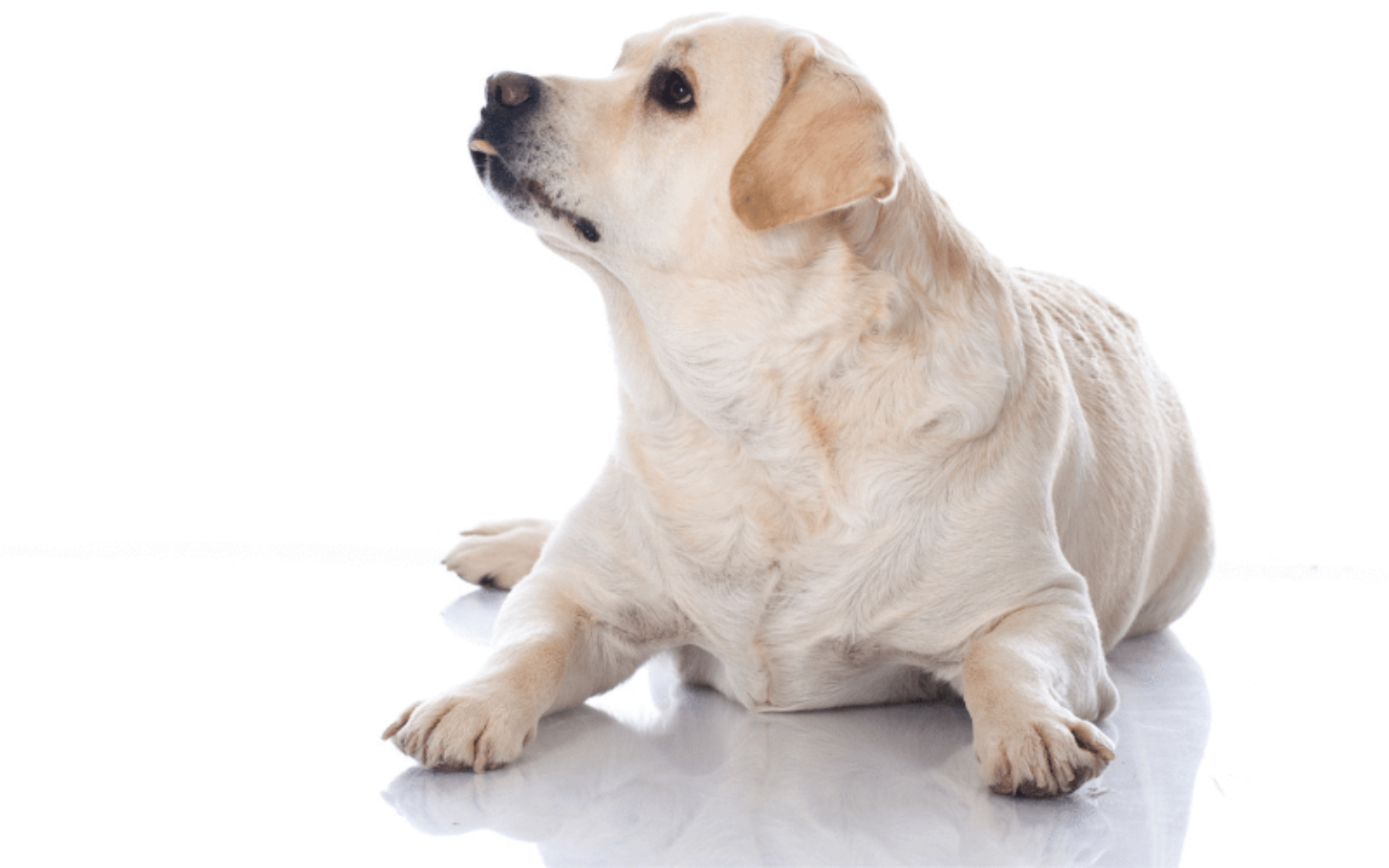 Dicker Hund? Das sind die Ursachen - Hundefutter-Vergleich24.de
