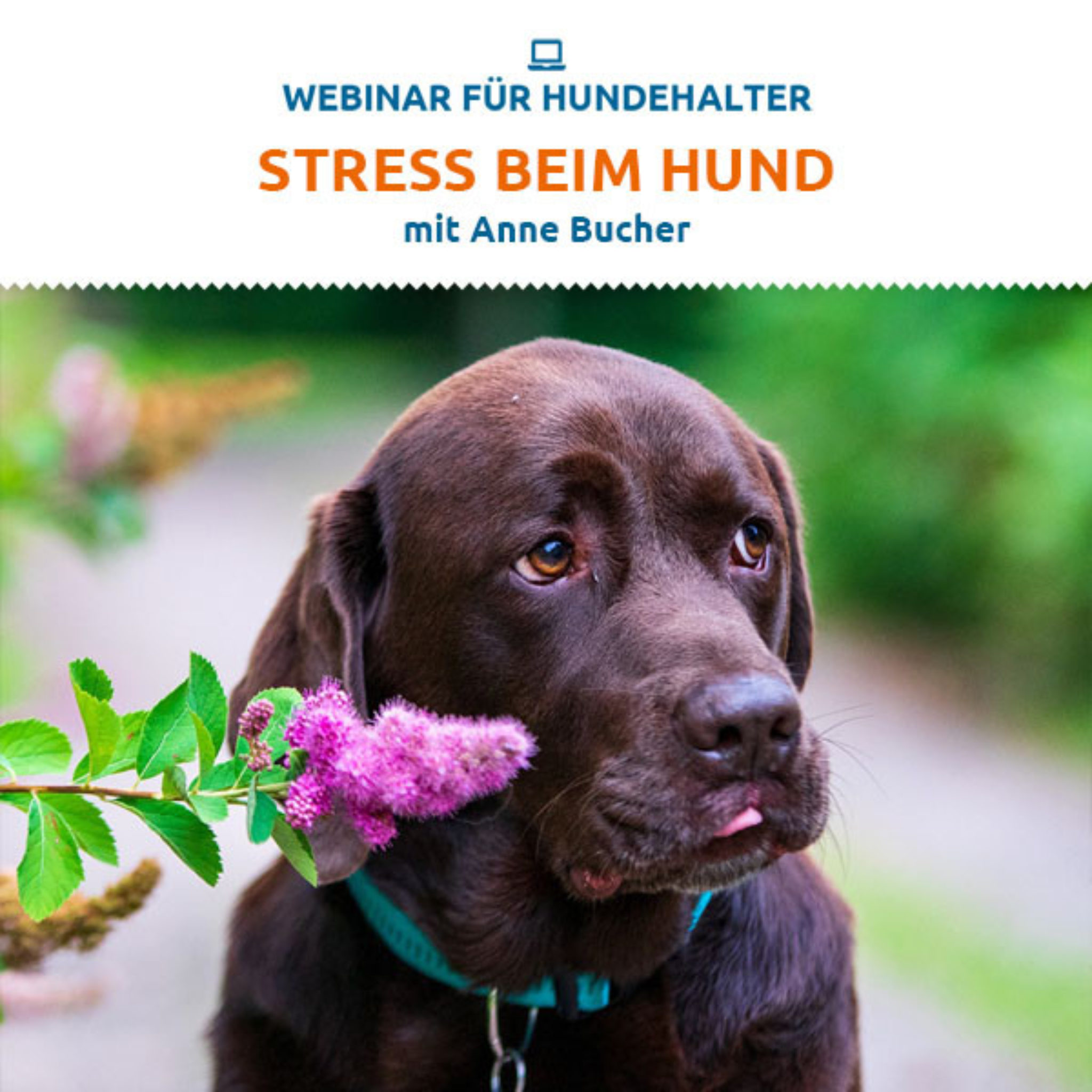 Warum sind unsere Hunde im Stress? 6 hilfreiche Tipps