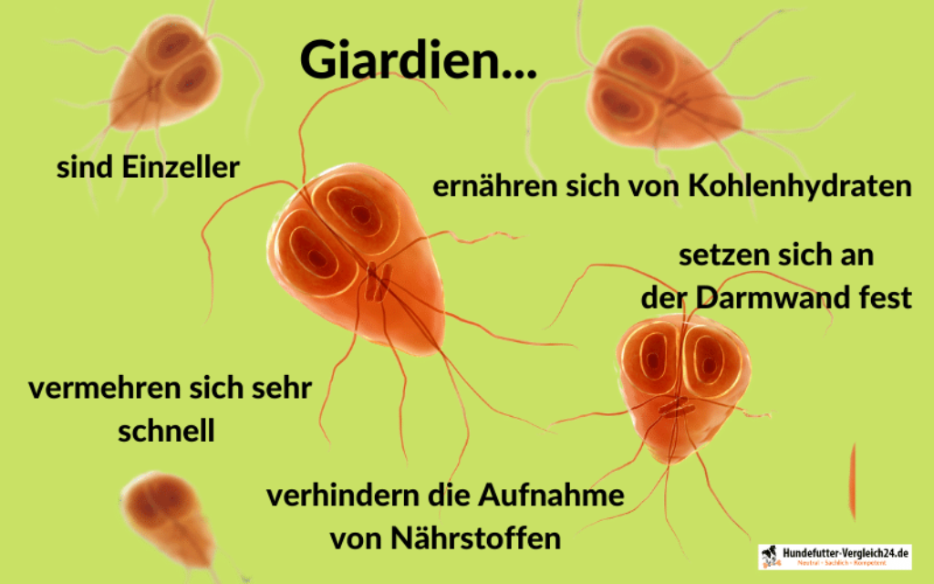 Hilfe! Mein Hund hat Giardien - Hundefutter-Vergleich24.de